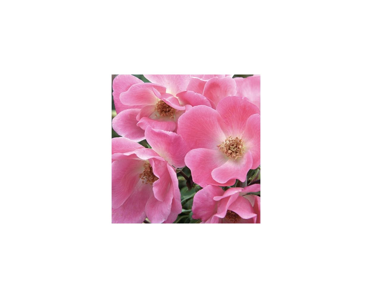 PINK KNOCK OUT SHRUB ROSE