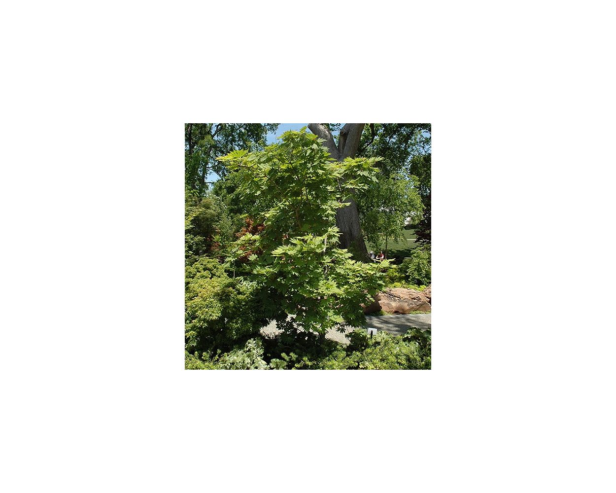 RISING SUN FULL MOON JAPANESE MAPLE