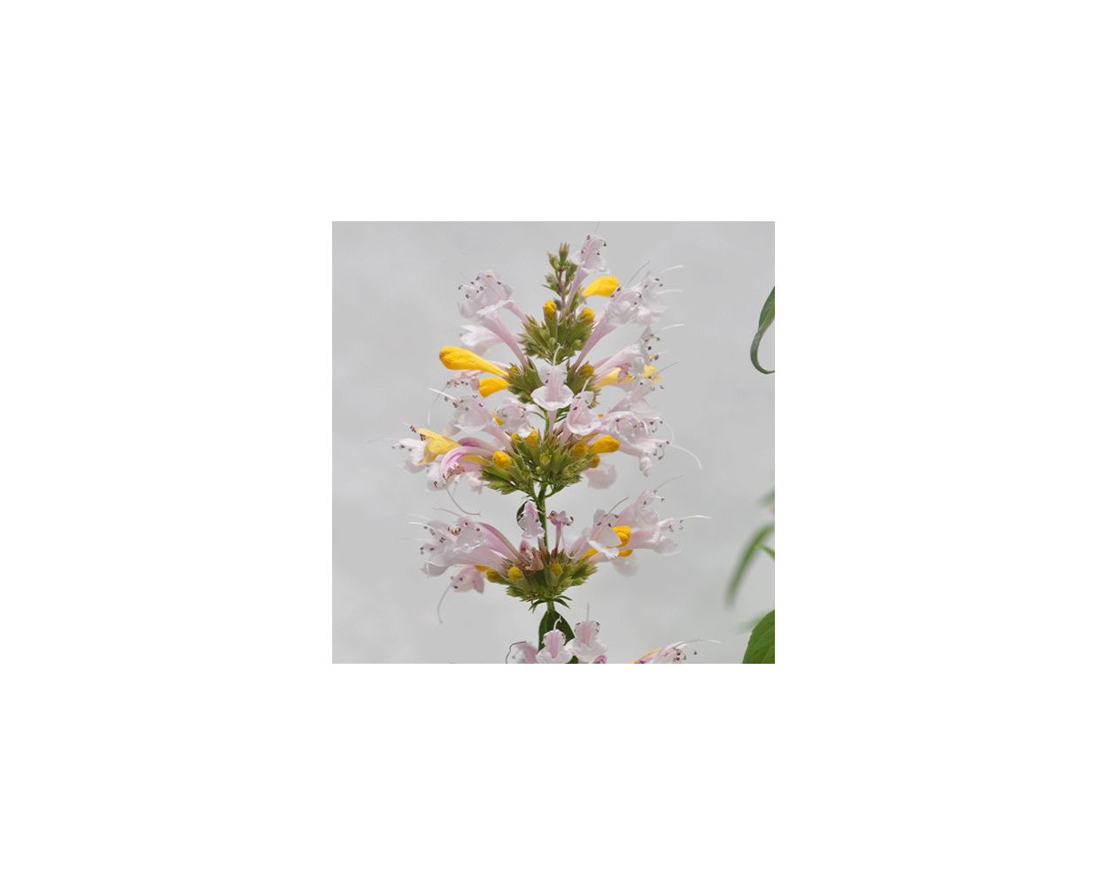 SUNRISE WHITE HUMMINGBIRD MINT