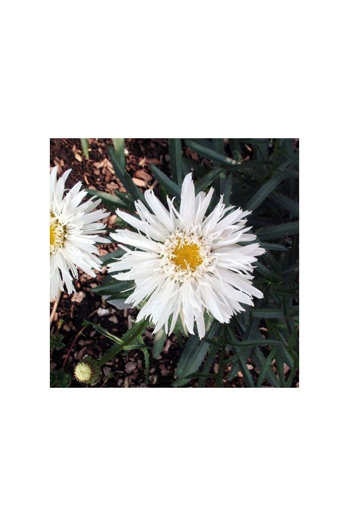 Shasta Daisy/Leucanthemum