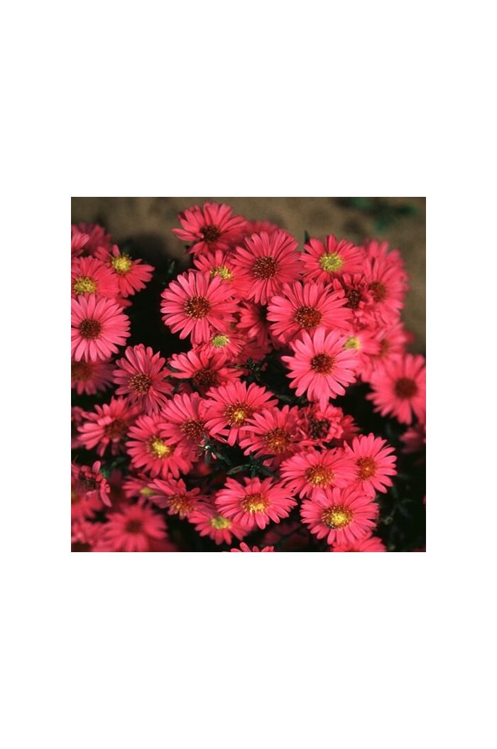 Aster