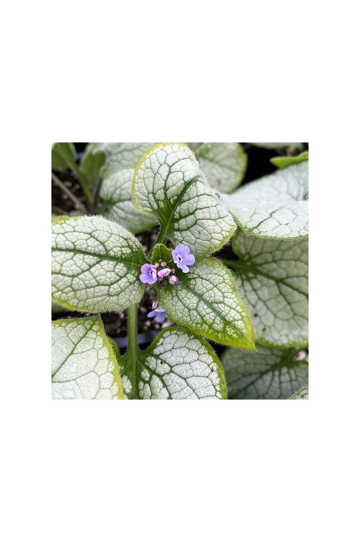 Siberian Bugloss/Brunnera Siberian Bugloss/Brunnera