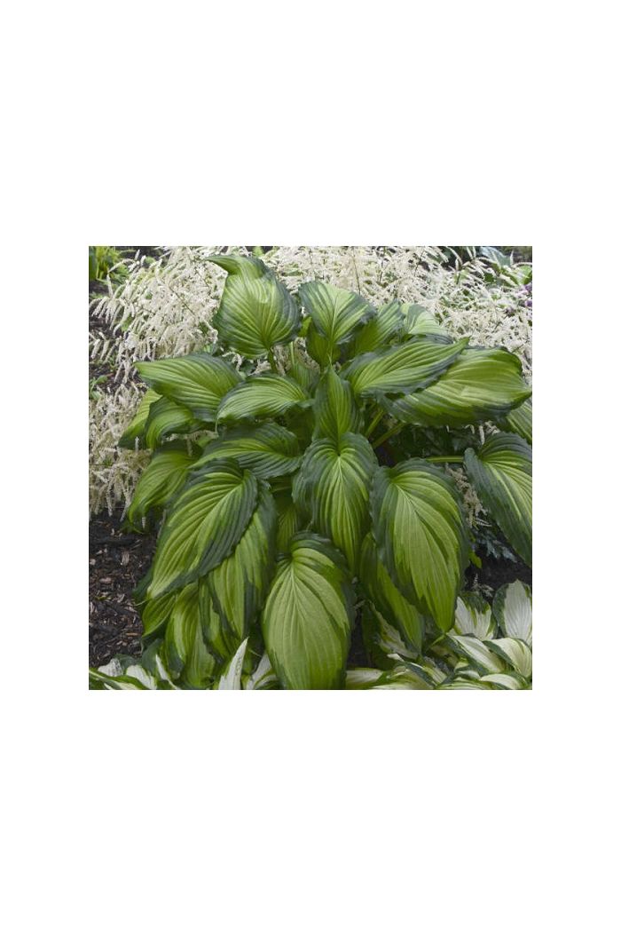 Hosta