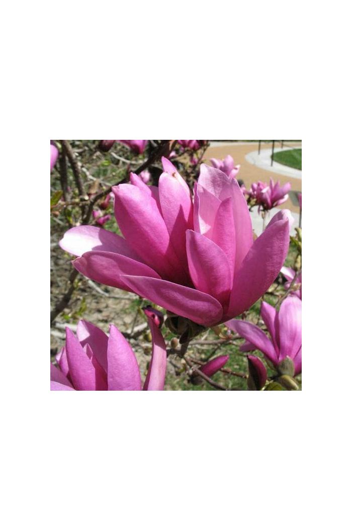 Magnolia