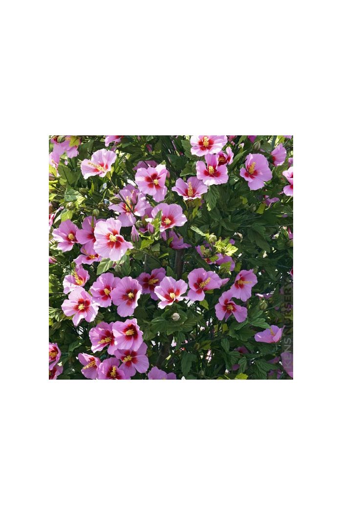 Rose of Sharon/Hibiscus