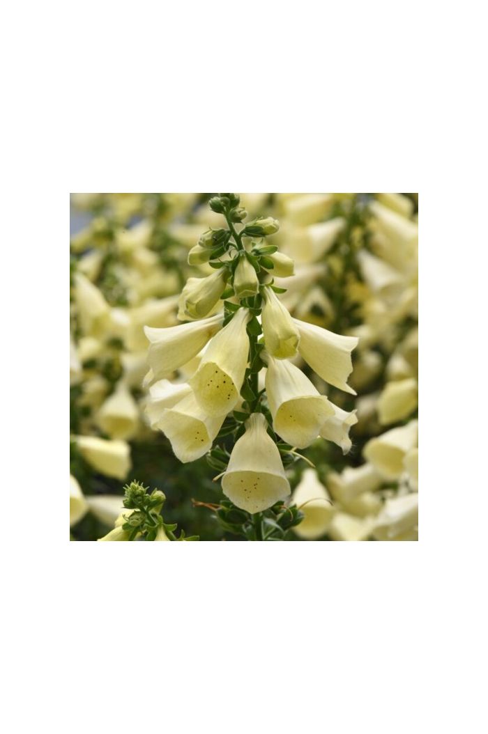 Foxglove/Digitalis