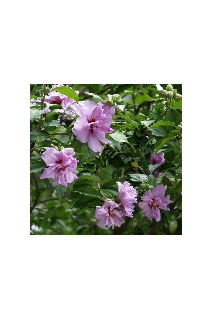 Rose of Sharon/Hibiscus