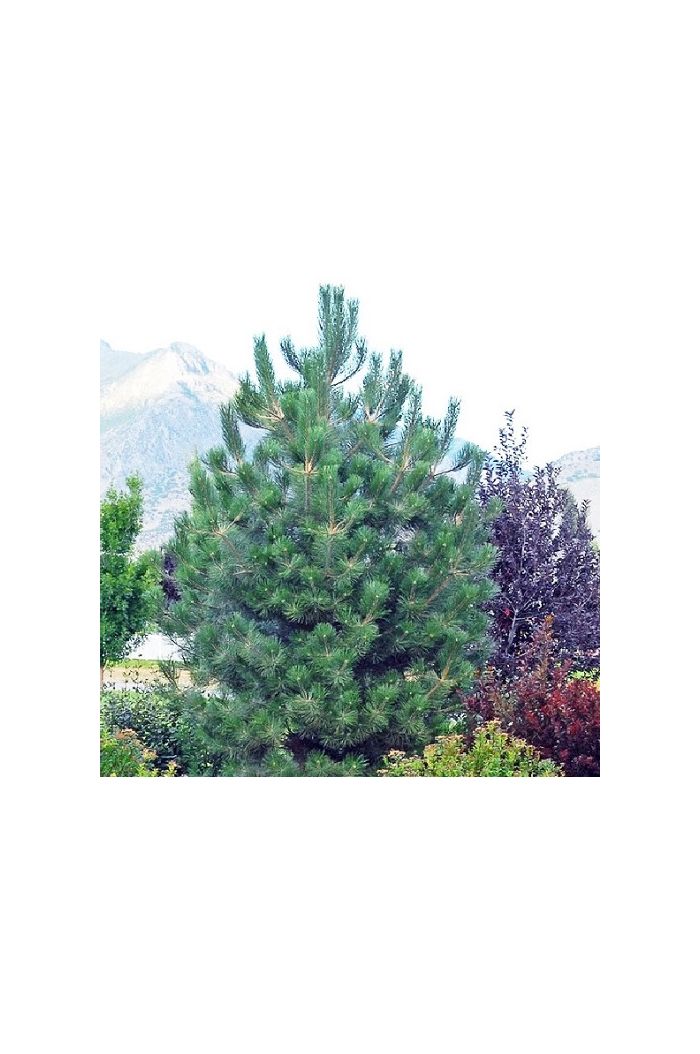 Pine