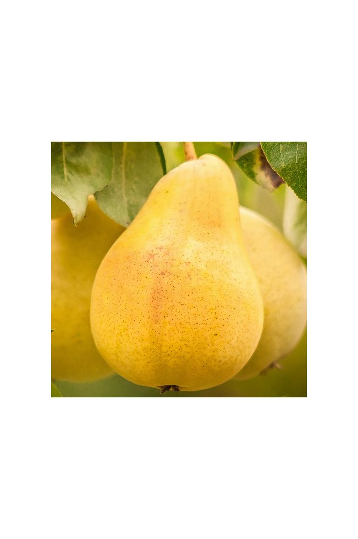 Pear