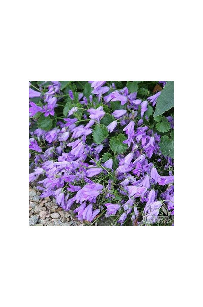 Bellflower/Campanula