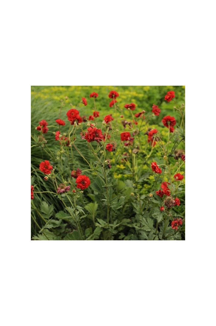 Geum