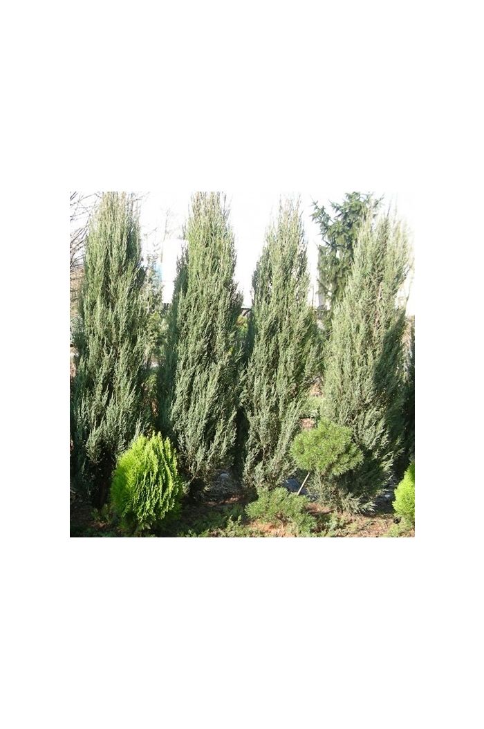 Juniper