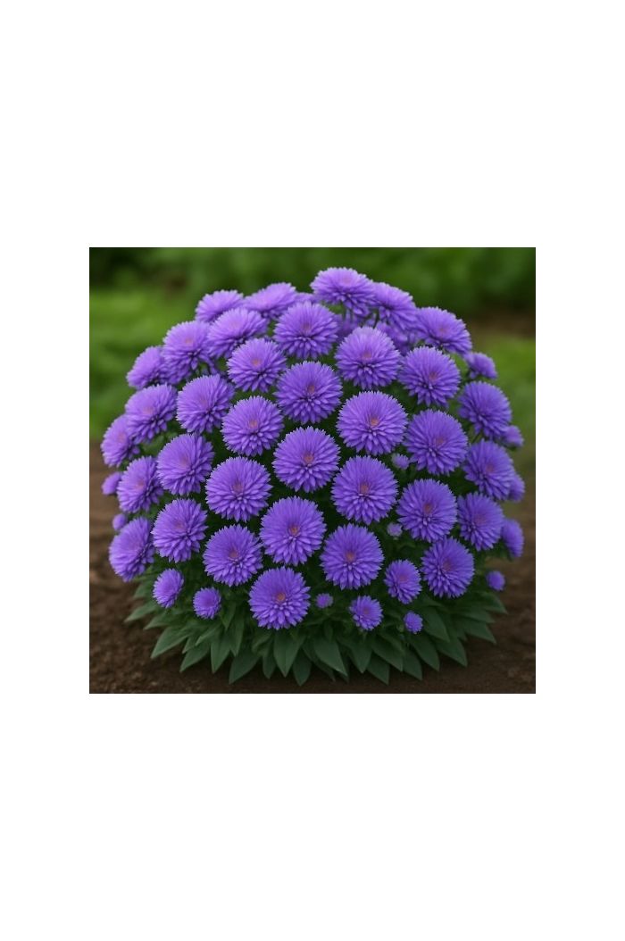 Aster