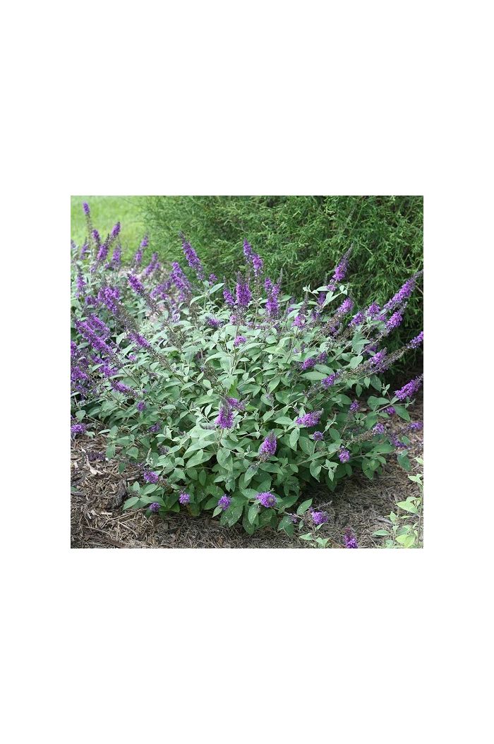 Butterfly Bush/Buddleia