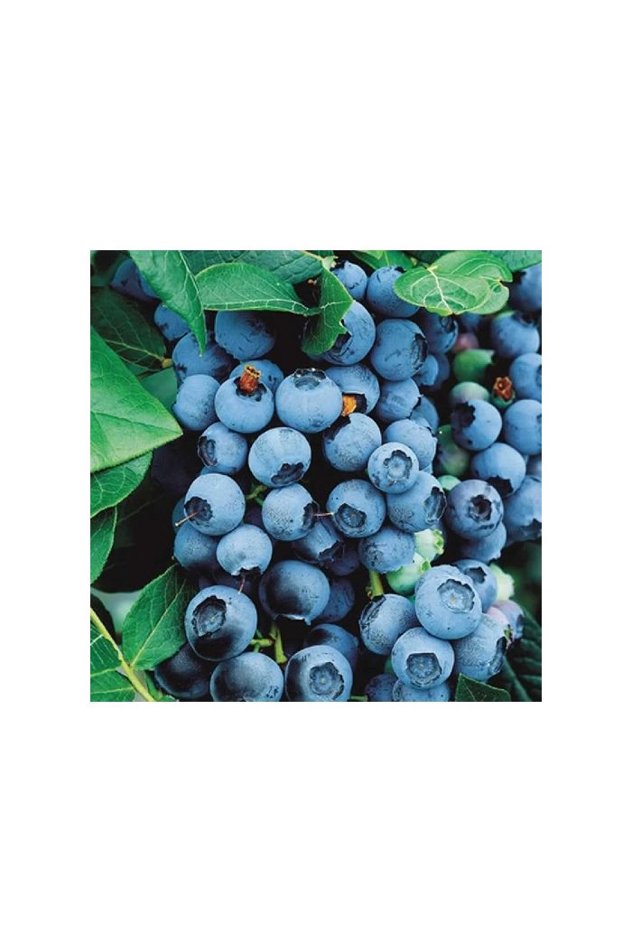 Small Fruits