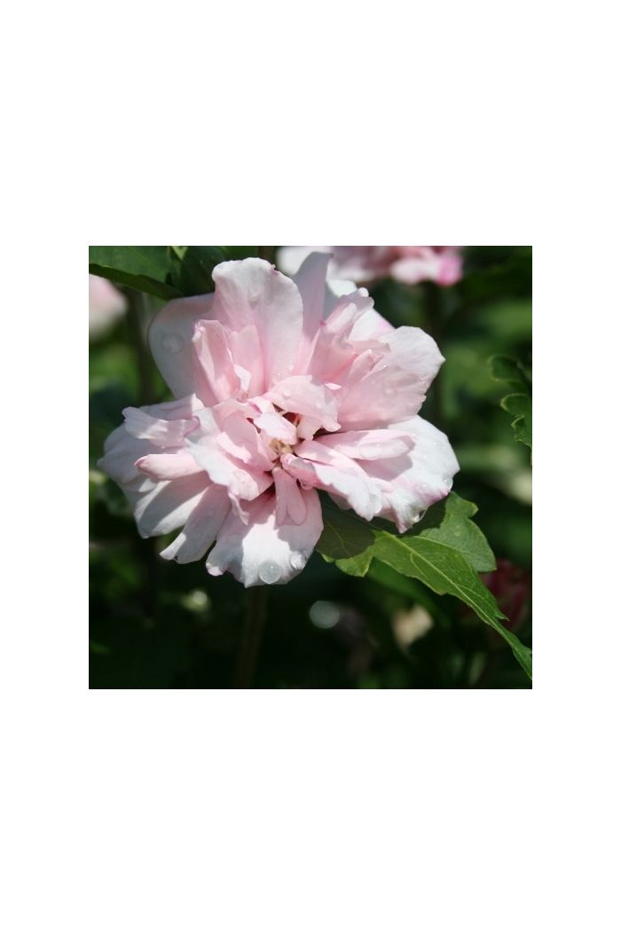 Rose of Sharon/Hibiscus