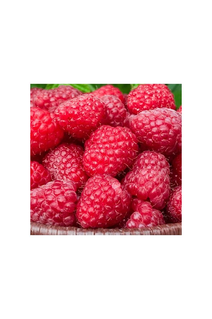 Raspberry