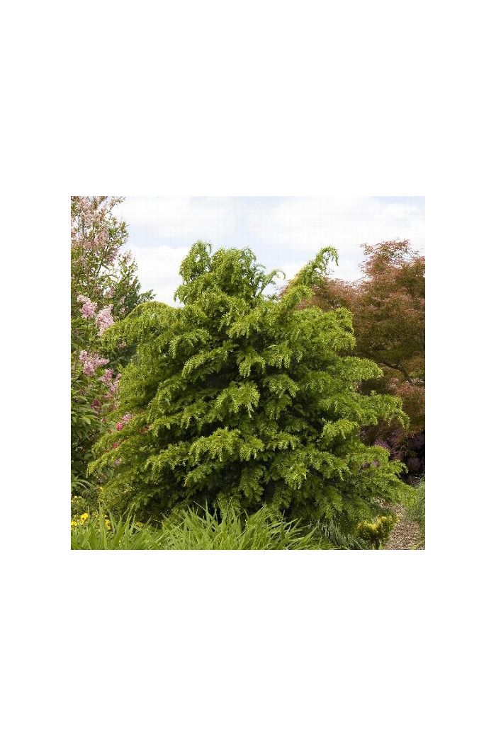 Yew
