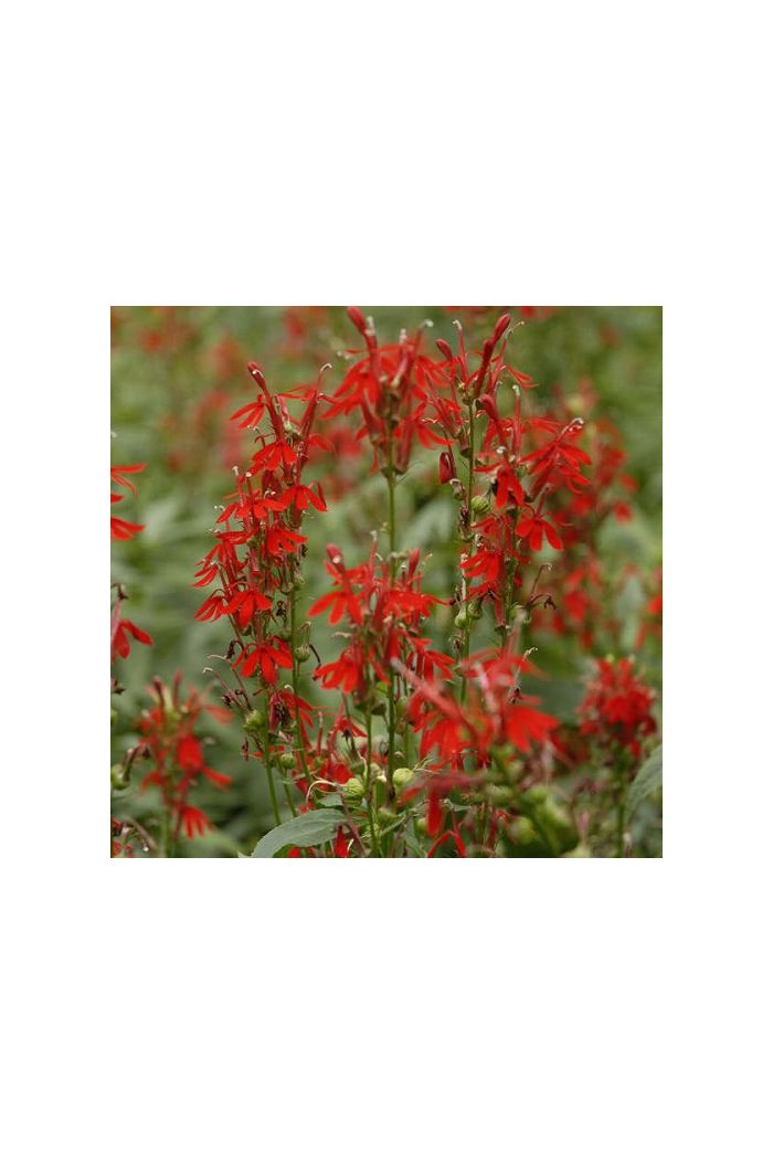 Lobelia