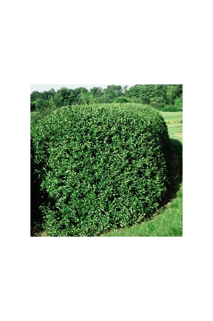 Privet