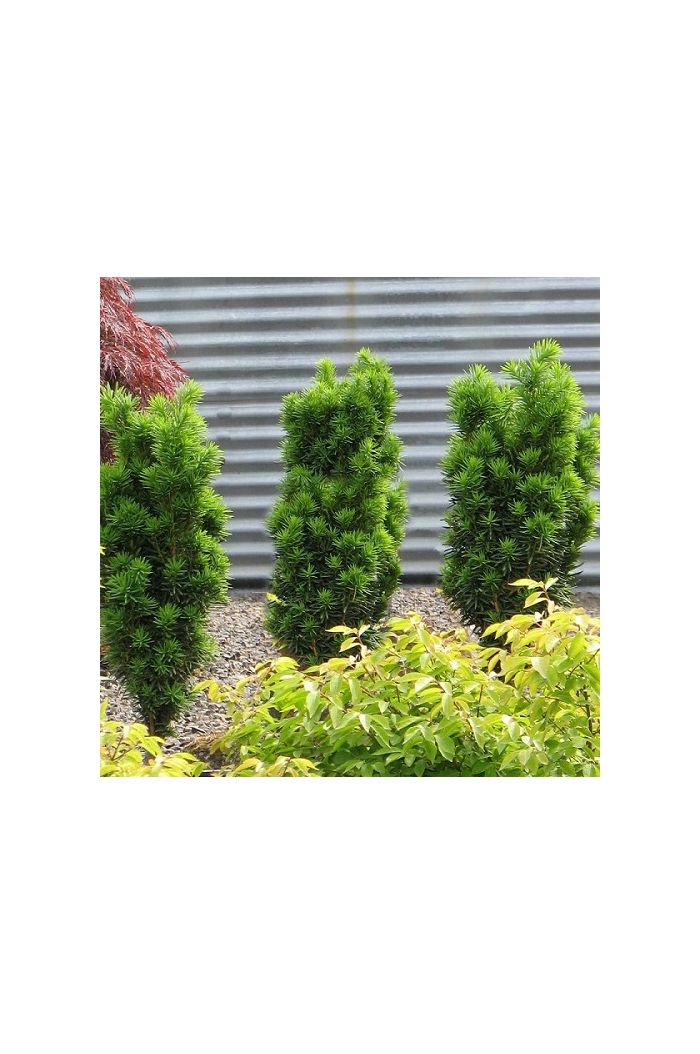 Yew