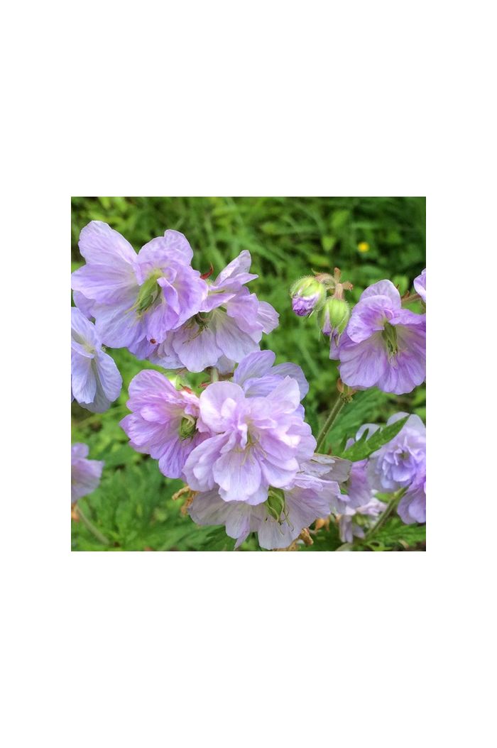 Cranesbill/Geranium