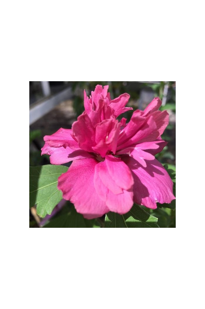 Rose of Sharon/Hibiscus