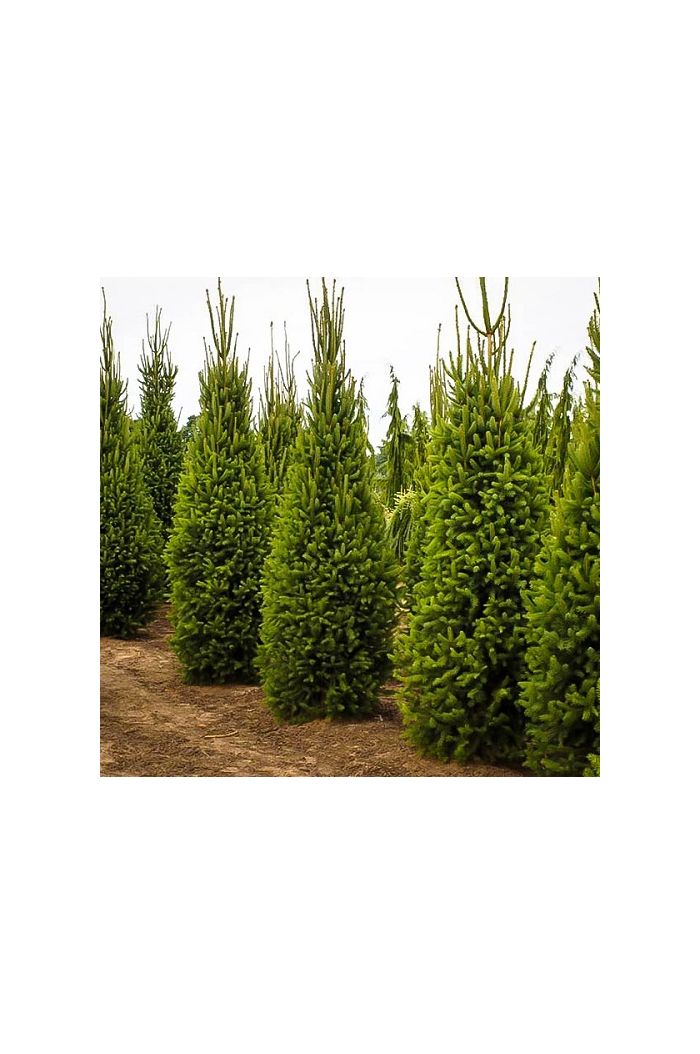Spruce