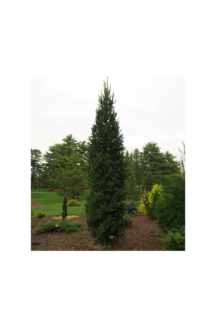 Spruce
