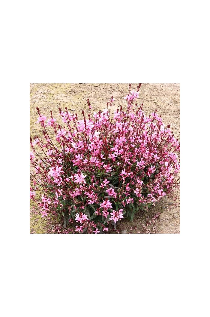 Gaura