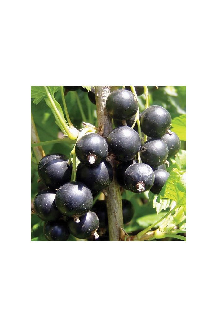 Currant