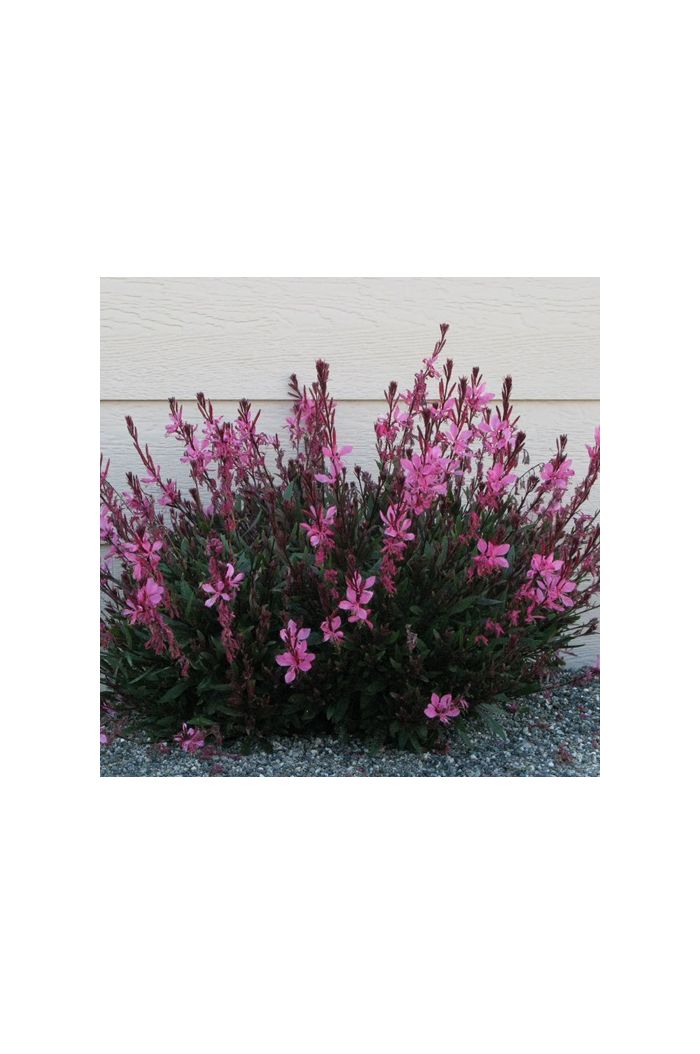 Gaura