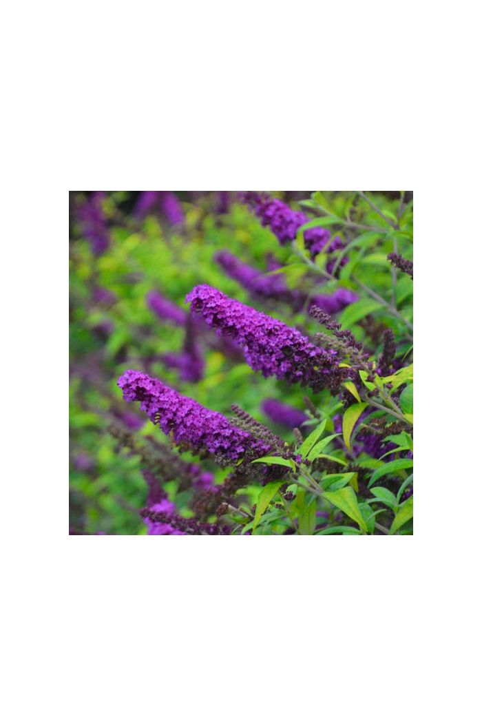 Butterfly Bush/Buddleia