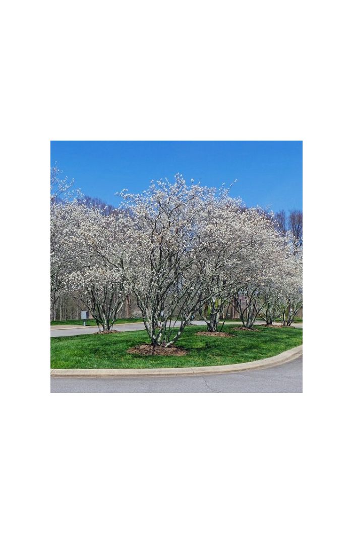 Serviceberry