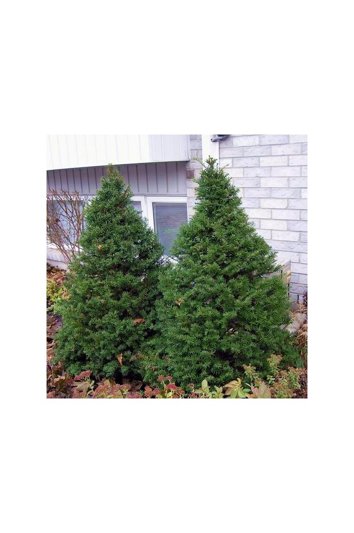 Yew