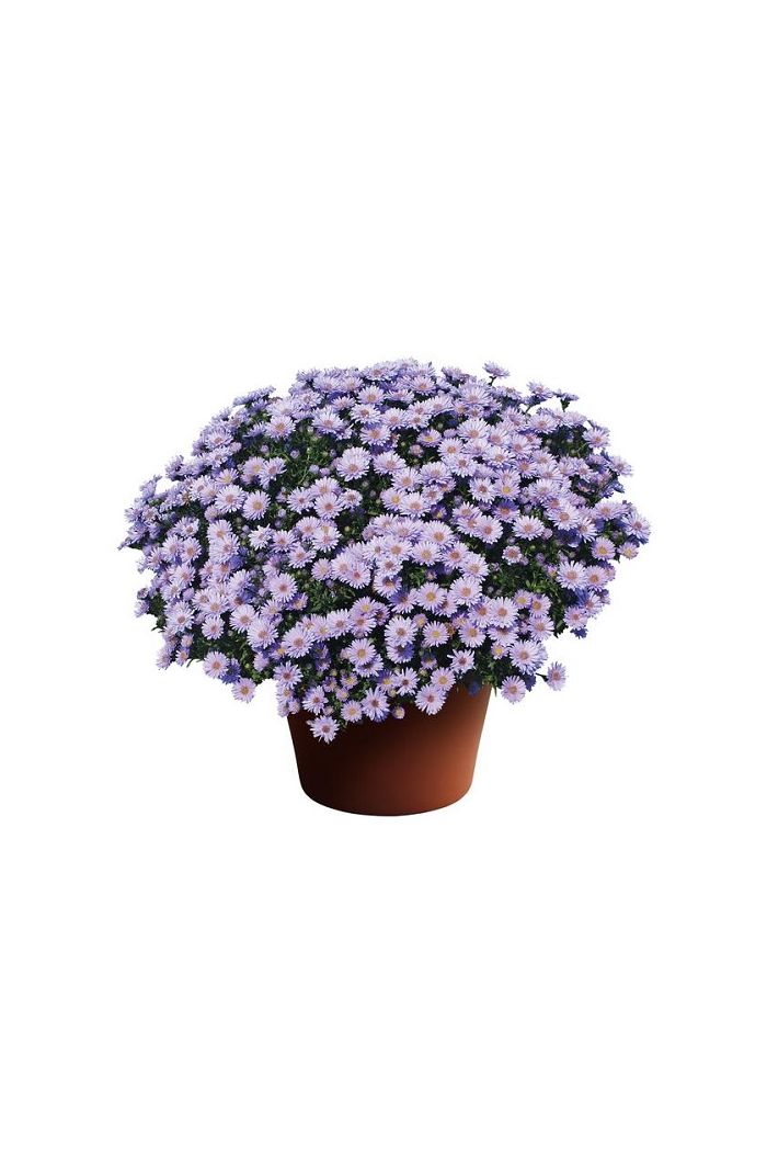 Aster