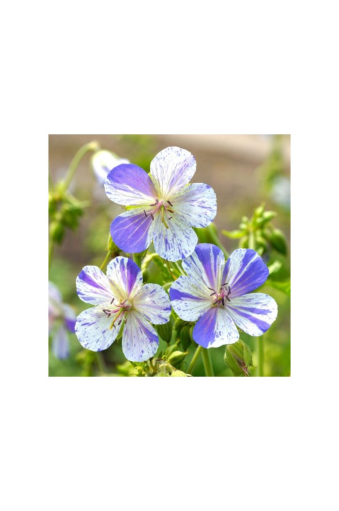 Cranesbill/Geranium