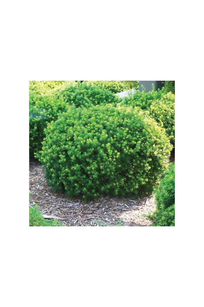 Yew