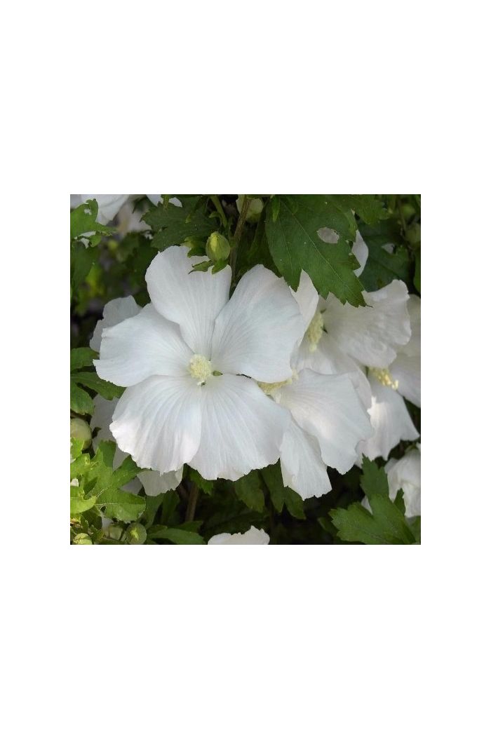 Rose of Sharon/Hibiscus