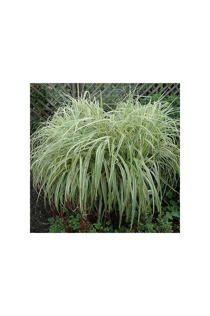 Maiden Grass/Miscanthus