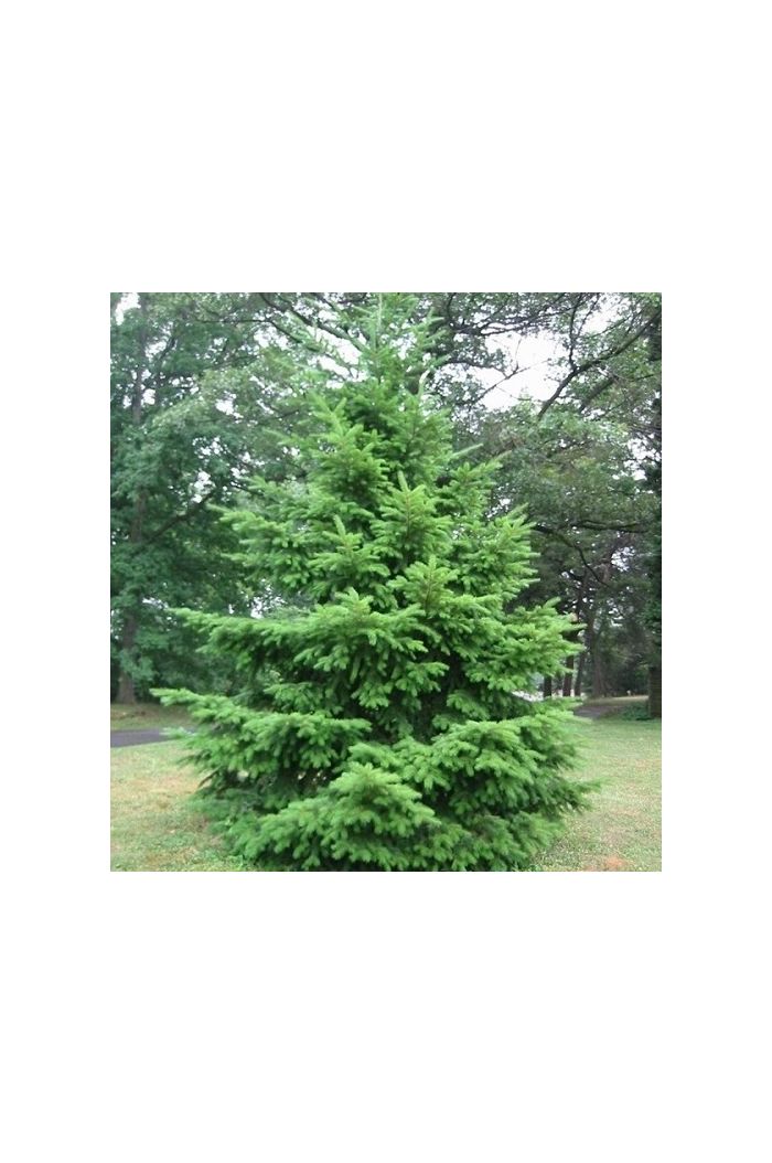 Fir