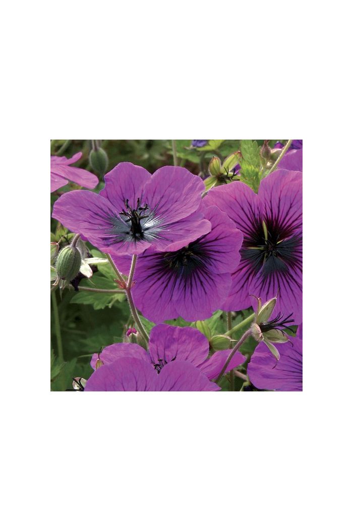 Cranesbill/Geranium