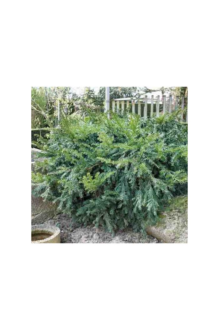 Yew