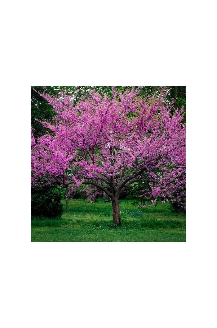 Redbud