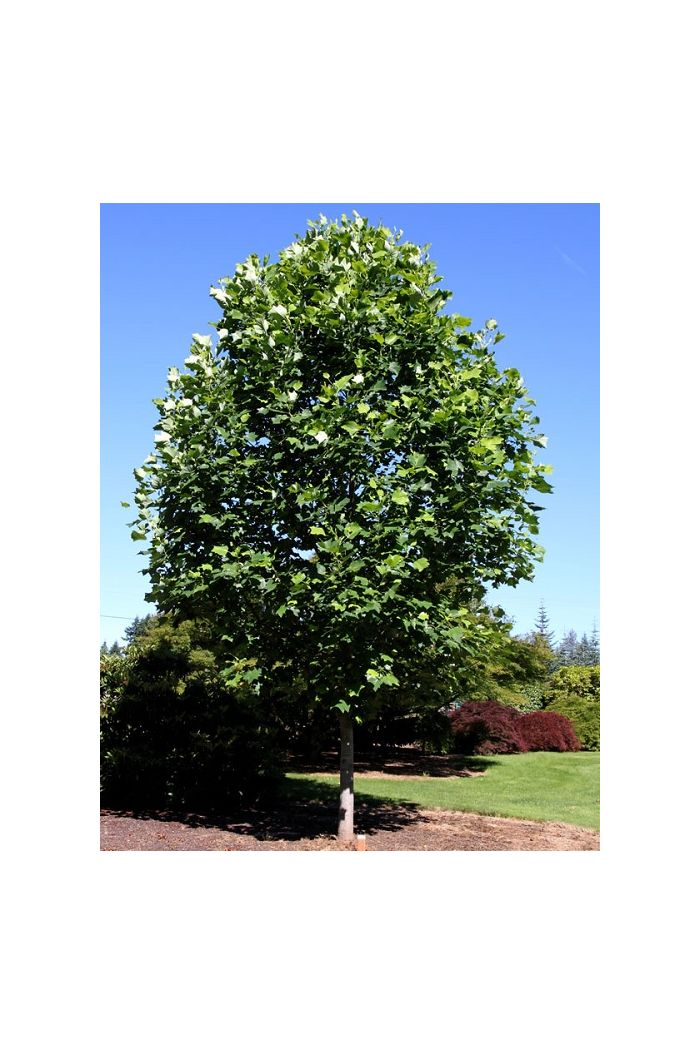 Tulip Tree