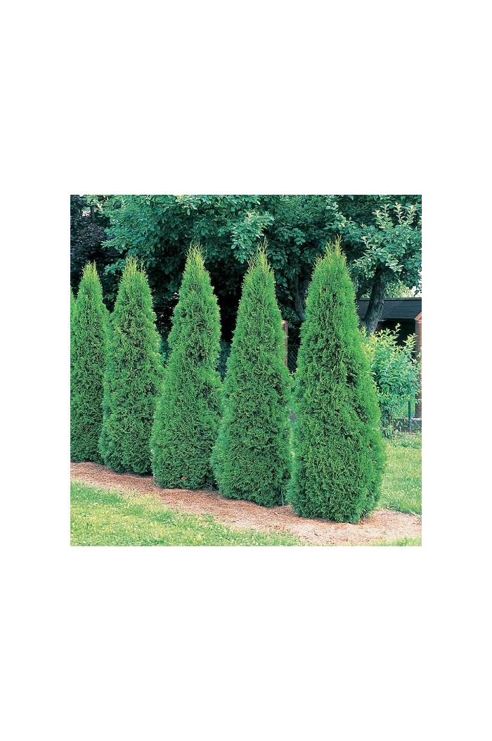 Arborvitae