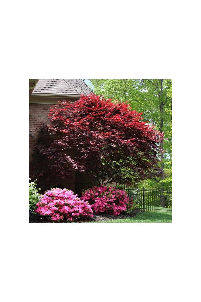 Japanese Maple