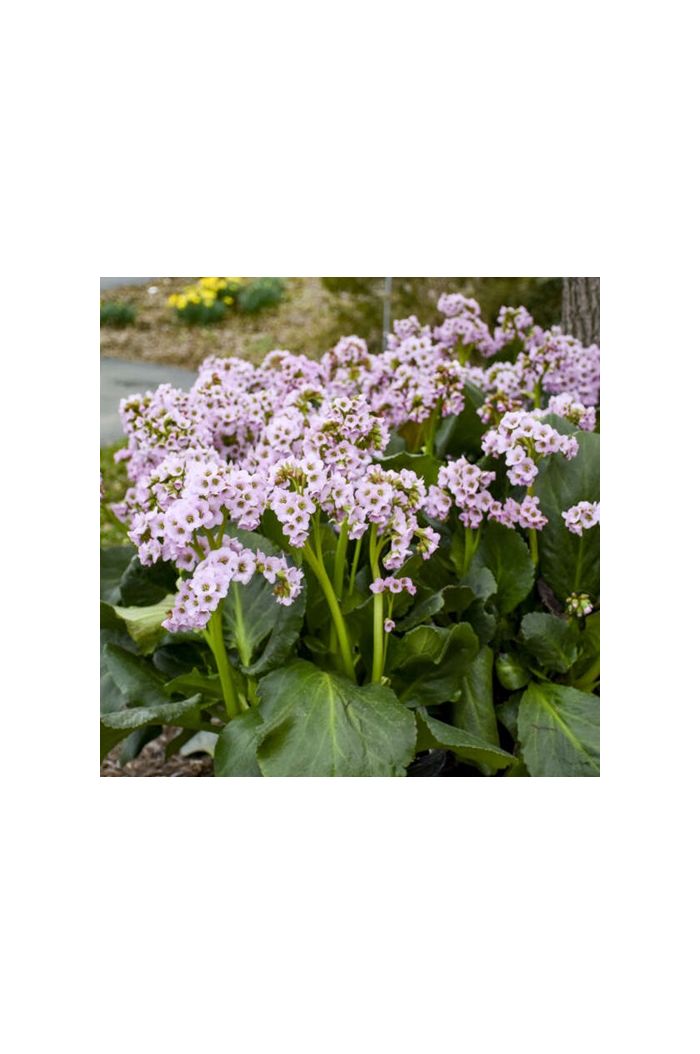 Pigsqueak/Bergenia