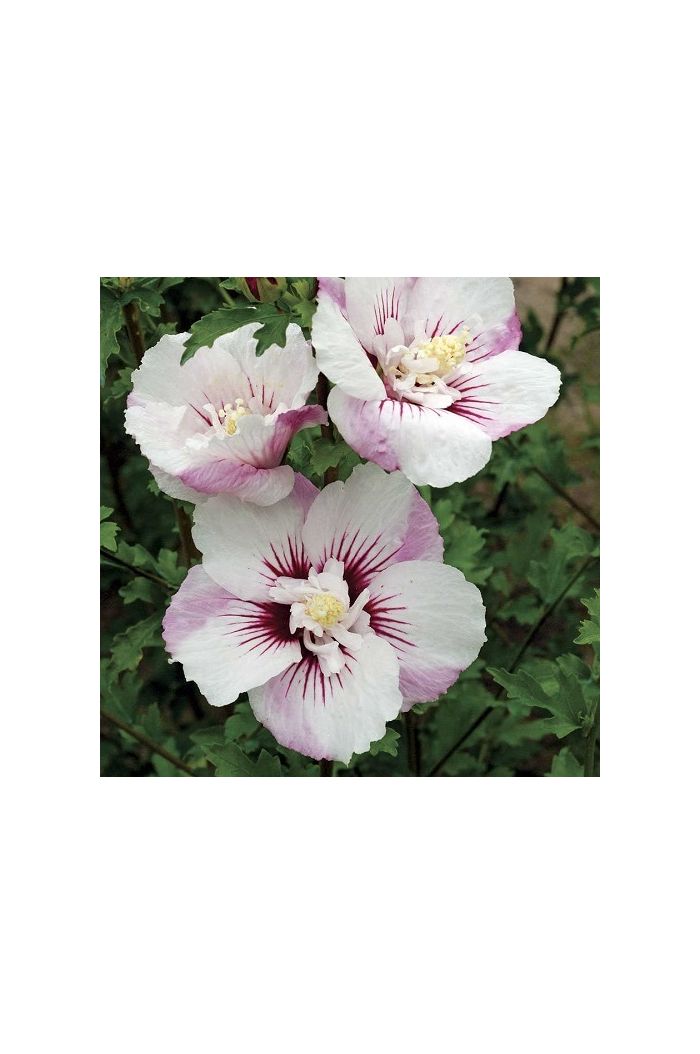 Rose of Sharon/Hibiscus