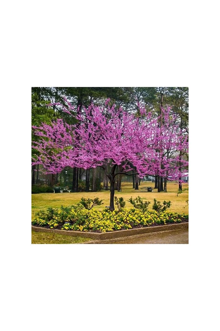 Redbud